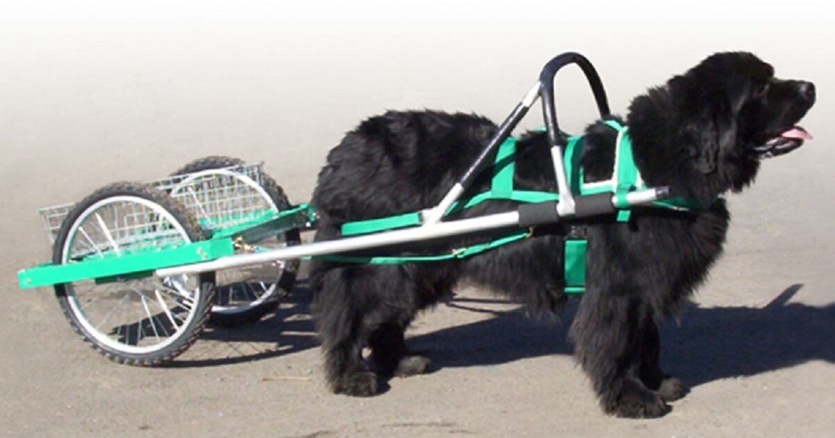 The Infantry Hand Cart - Think Defence